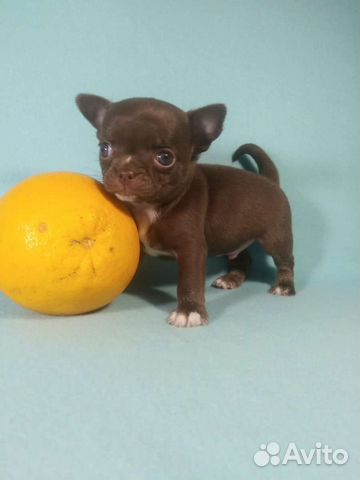 Щенки чихуахуа большой выбор разные цены