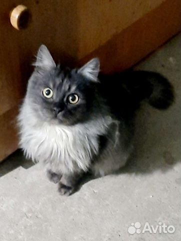 Невозможно красивый котейка