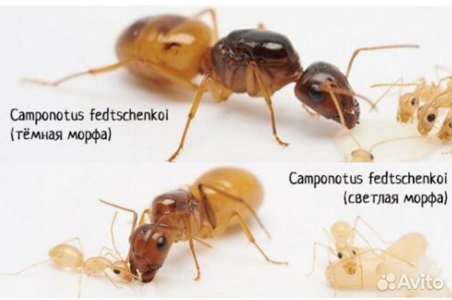 Camponotus fedtschenkoi федчи кампонотус федченкой