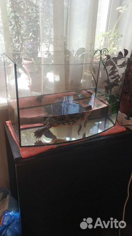 Черепаха с аквариумом и фильтром