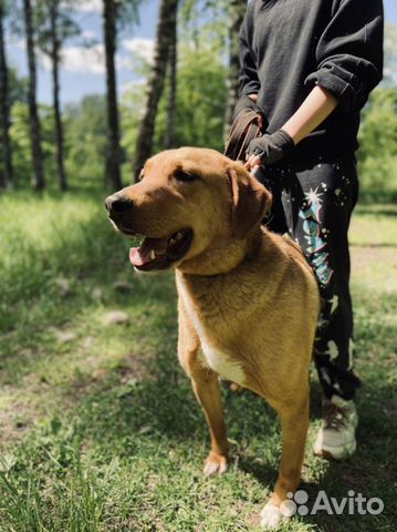 Риджбек в дар