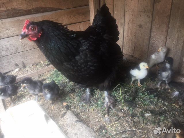 Курица-квочка с цыплятами