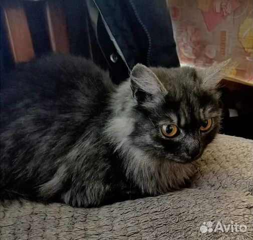 Кошечка Лилу