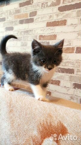 Мурлыка-лапочка