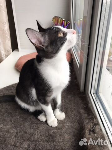 Котишка в добрые руки