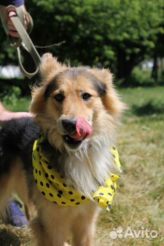 Франц-пушистые ушки ищет дом