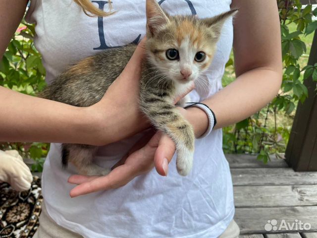 Котенок девочка