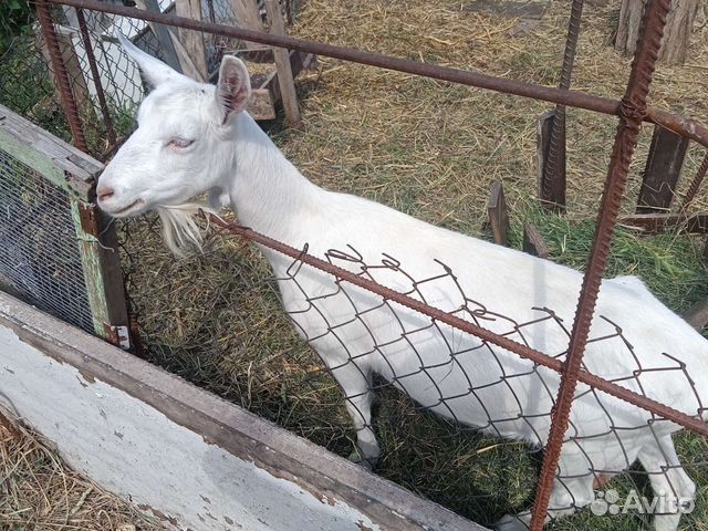 Коза