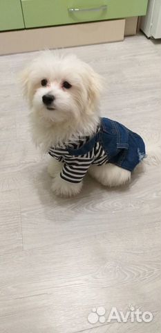 Мальчик мальтезе ищет невесту для вязки