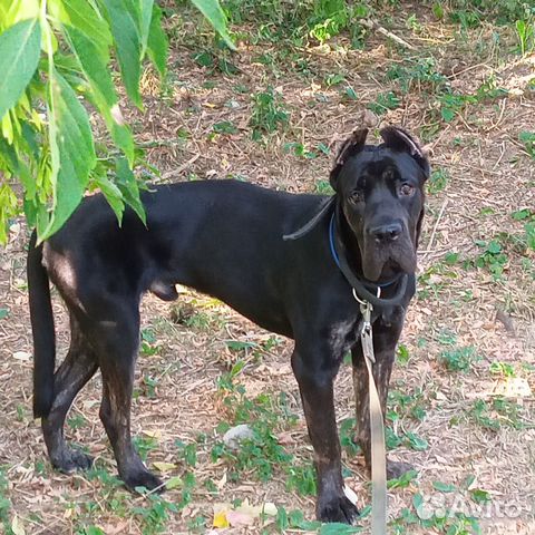 Отдаём Кане Корсо