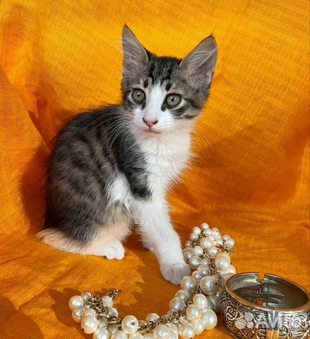 Котята 3 месяца