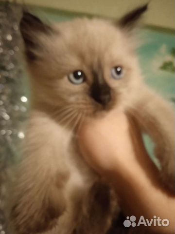 Мальчик маскарадный, две девочки сибирячки