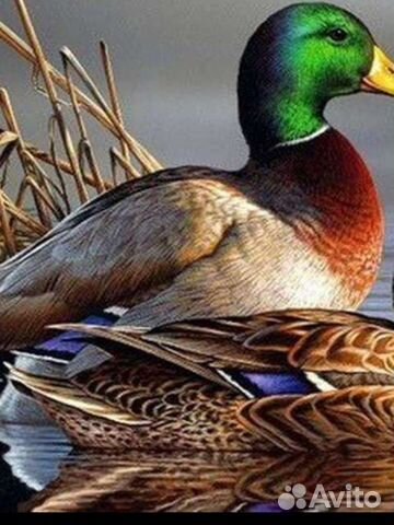 Дикие утки, цесарки