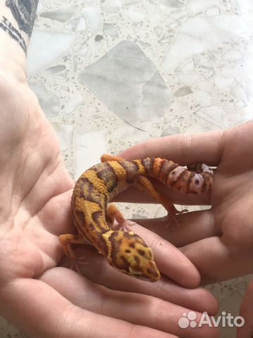 Эублефар с террариумом