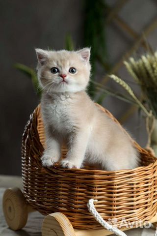 Британский кот лиловое золото