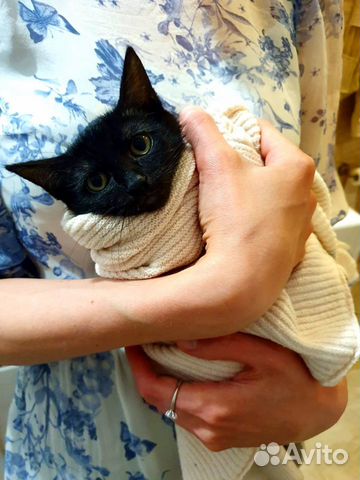 Черный плюшевый котенок в добрые руки бесплатно