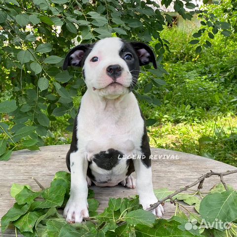 Девочка Конфеточка Амстафф терьера