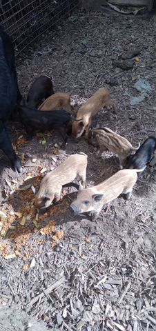 Поросята "королевский кармал"