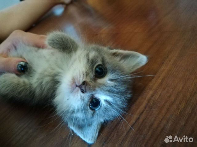 Котенок в добрые руки