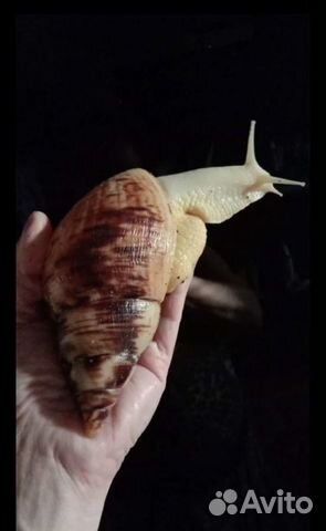 Отдам бесплатно улиточку Ахатина