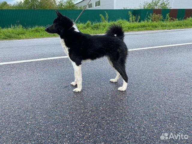 Русско европейская лайка