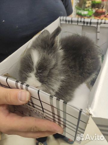 Кролик малыш