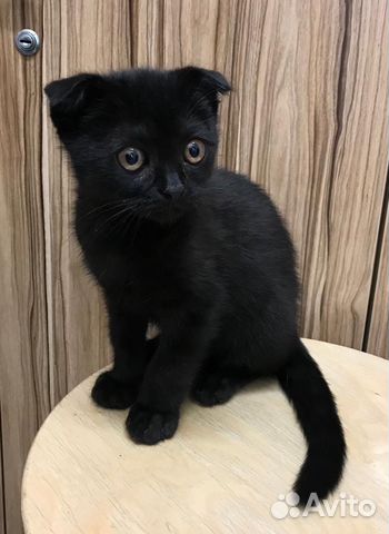 Котенок британский вислоухий
