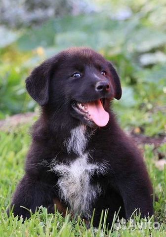 Щенок в добрые руки бесплатно