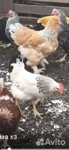 Курица наседка