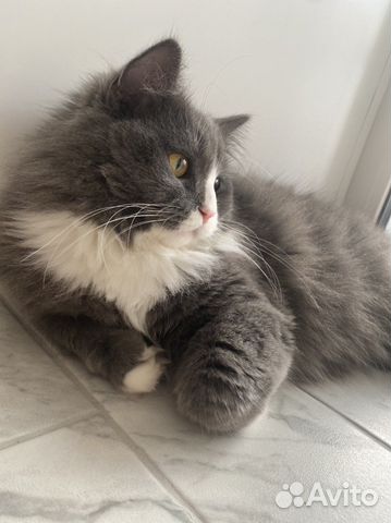 Кот в добрые руки
