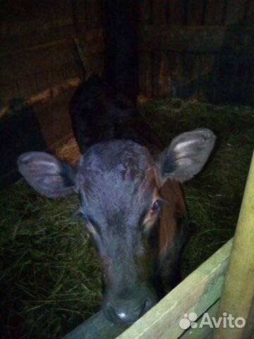 Телята телочки