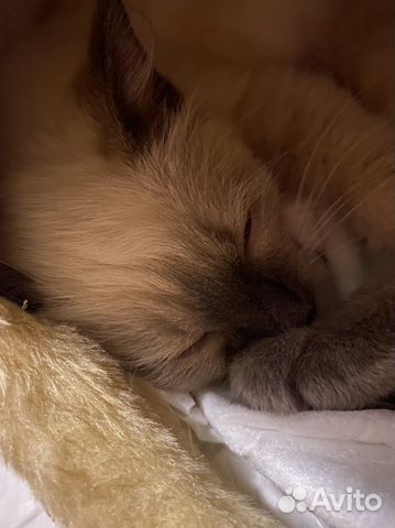 Котенок ищет любящих хозяев