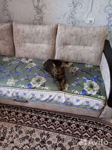 Отдам котика в добрые руки