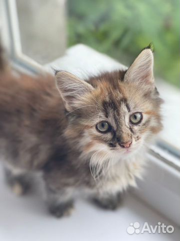 Котята в добрые руки даром