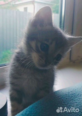 Котенок в дар