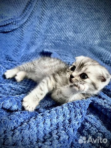 Шотландский вислоухий мальчик