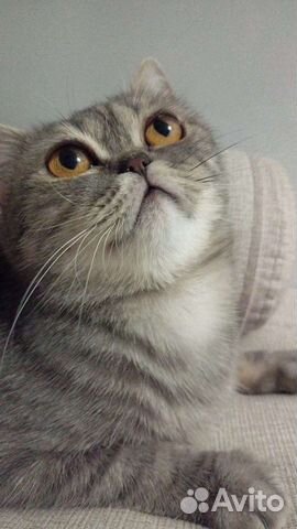 Шотландская