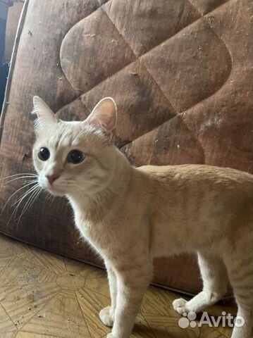 Кот Золотой остап