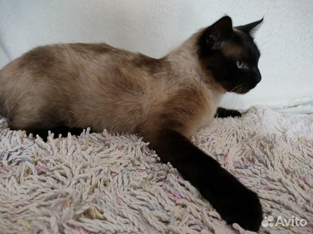 Котик по имени Лео ищет новый дом