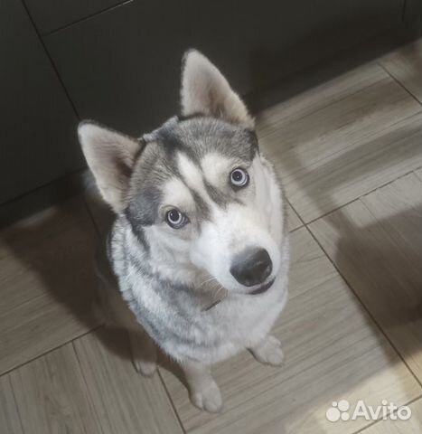 Мой друг ищет новый дом