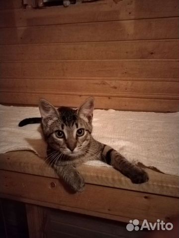 Котёнок -тигренок