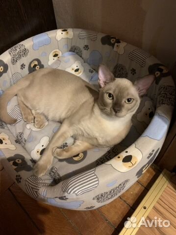 Бурманский кот