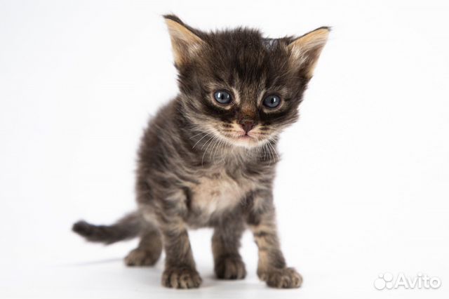 Везунчик с уникальной судьбой