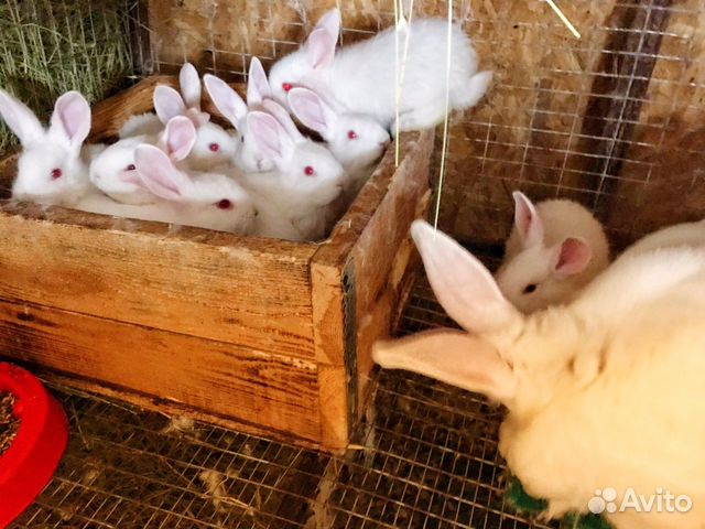 Кролик белый панон