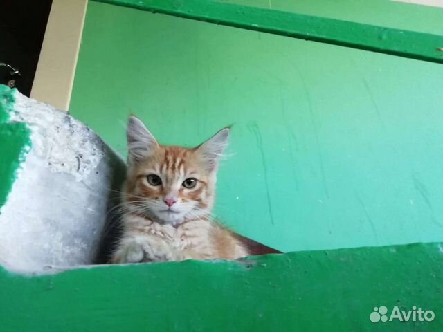 Котёнок рыжий