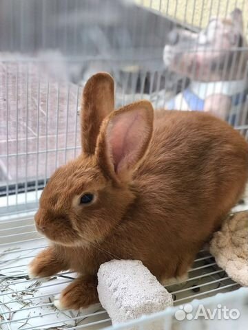Кролики бургундские