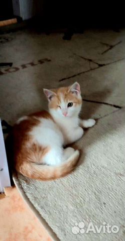 Котенок