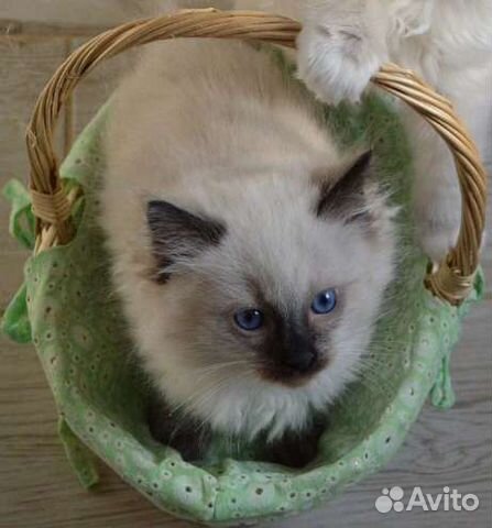 Котята регдолл