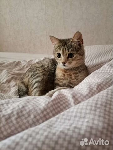 Сутки на поиск дома для котёнка