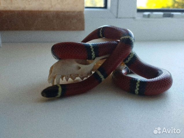 Синалойская змея со всем необходимым